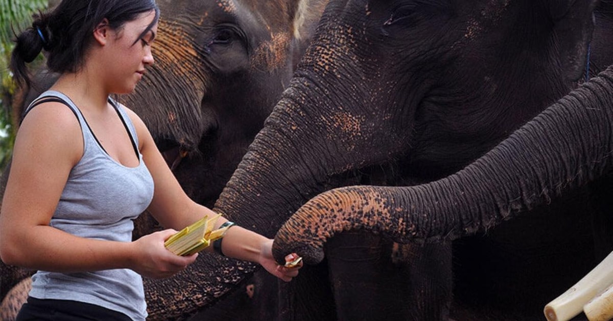 Bali Ticket de entrada al Parque de Elefantes Mason | GetYourGuide
