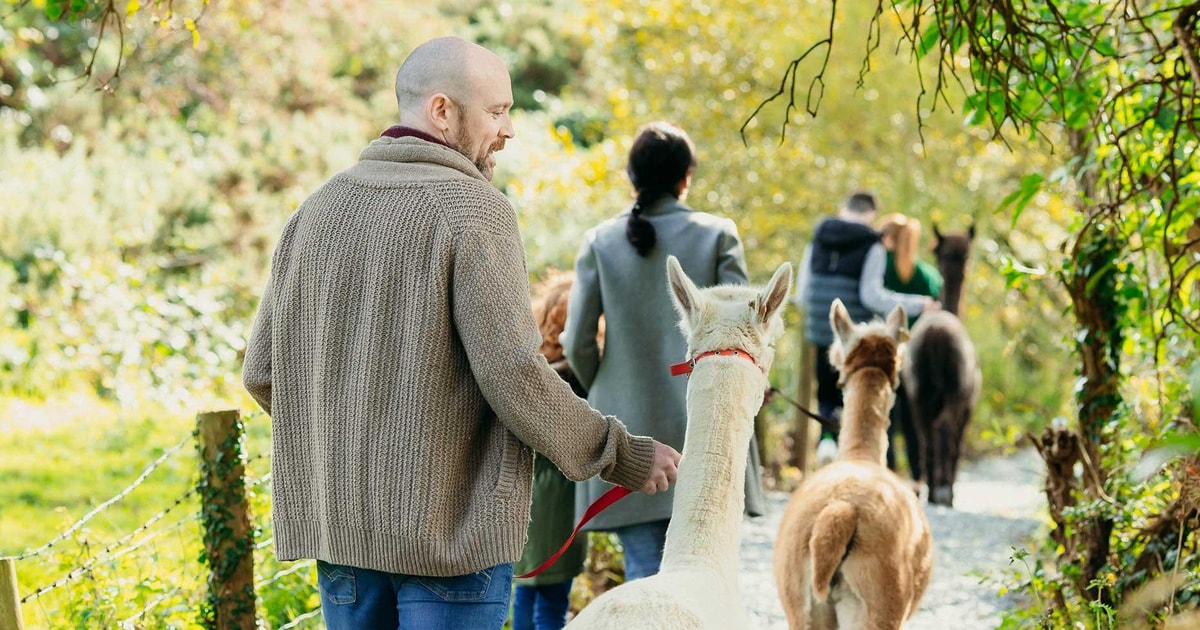 Guided Alpaca Trekking & Optional Luxury Picnic Hampers | GetYourGuide