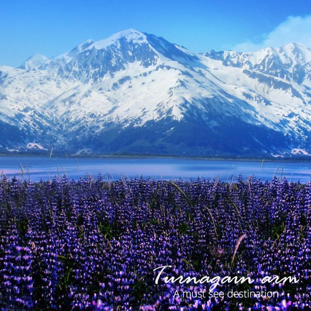 From Anchorage: Alaska Wildlife Center & Turnagain Arm Tour | GetYourGuide