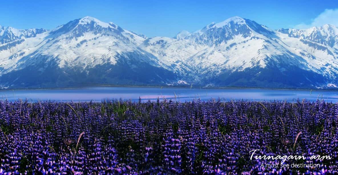 From Anchorage: Alaska Wildlife Center & Turnagain Arm Tour | GetYourGuide