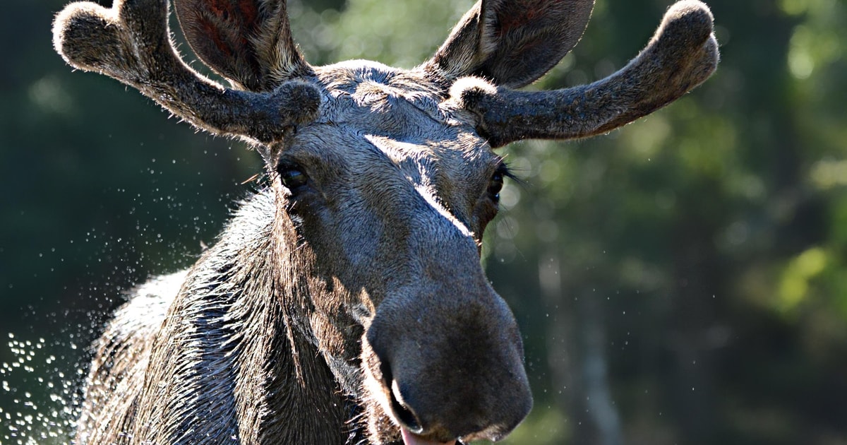 Kristiansand: Guided Bus Tour and Moose Park Experience | GetYourGuide