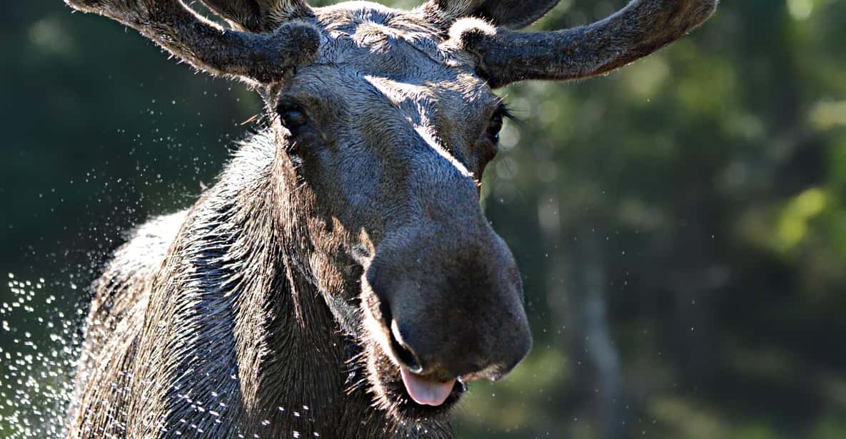 Kristiansand: Guided Bus Tour and Moose Park Experience | GetYourGuide
