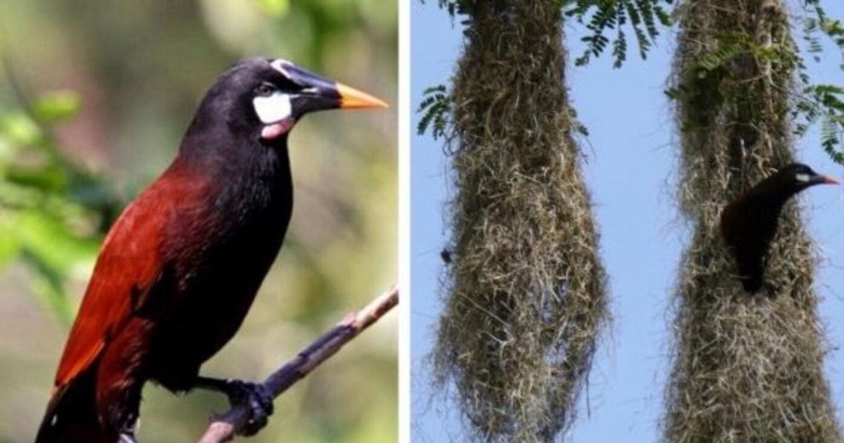 The Oropendola Nesting Site in La Fortuna Birdwatching tour | GetYourGuide