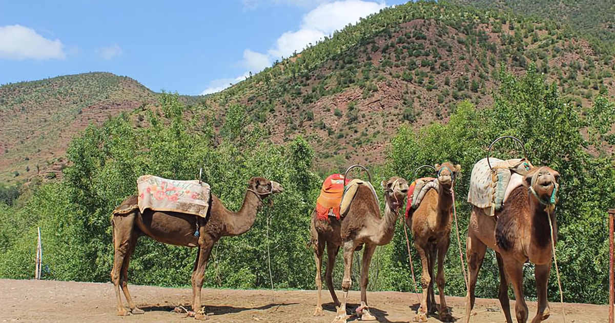 Wycieczka 1-dniowa w góry Atlas: Odkryj 3 doliny z Marrakeszu ...