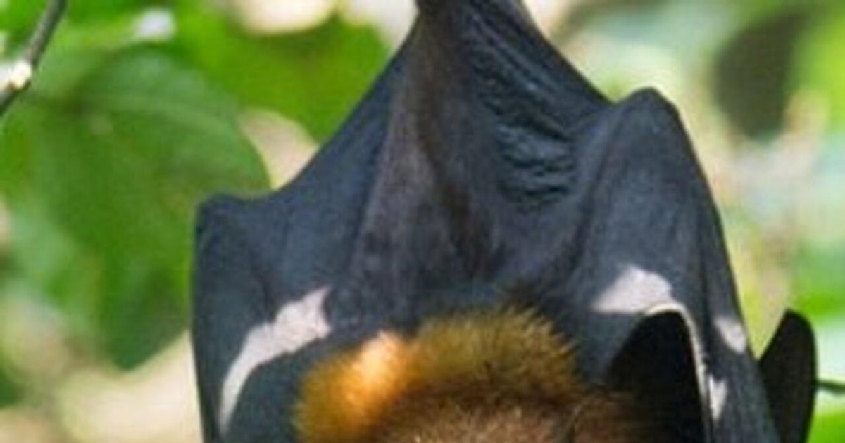 Pemba Island: Ngezi Forest Tour | GetYourGuide