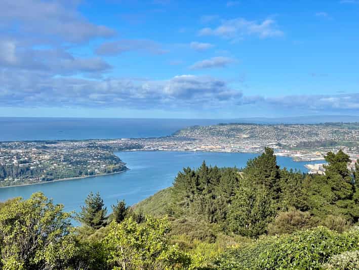 Dunedin City & Otago Peninsula Scenery Day Tour | GetYourGuide