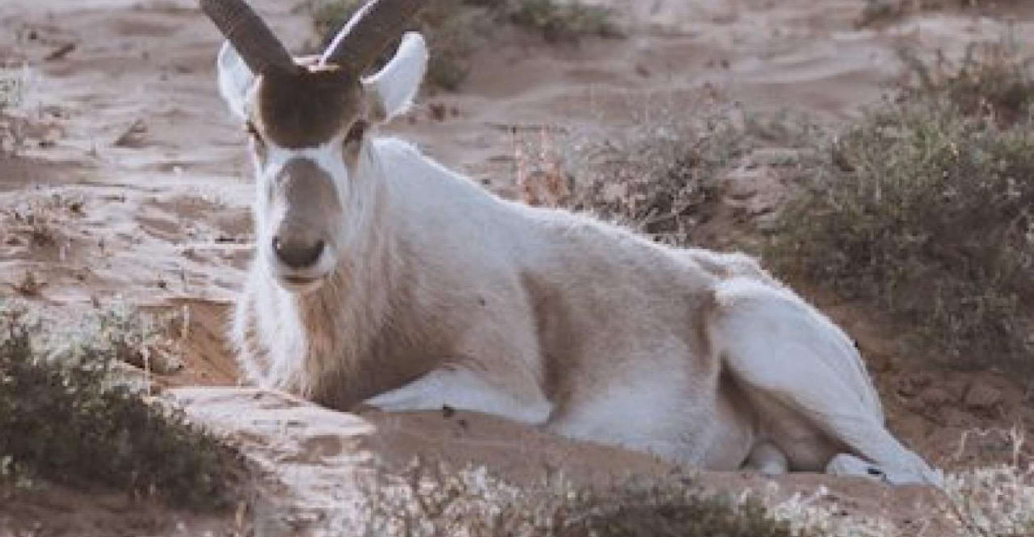 Agadir or Taghazout Souss Park Wilde animals | Guided Tour in Agadir