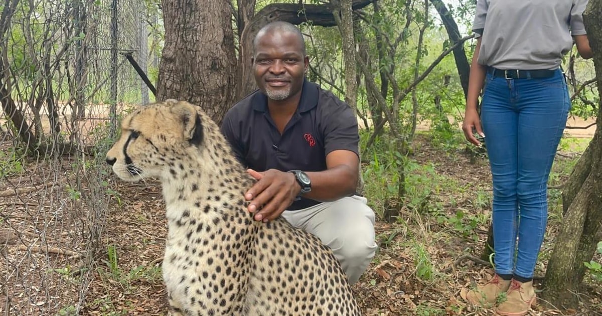 Wandeling met leeuwen, roofdierentour en cheeta-interactie | GetYourGuide
