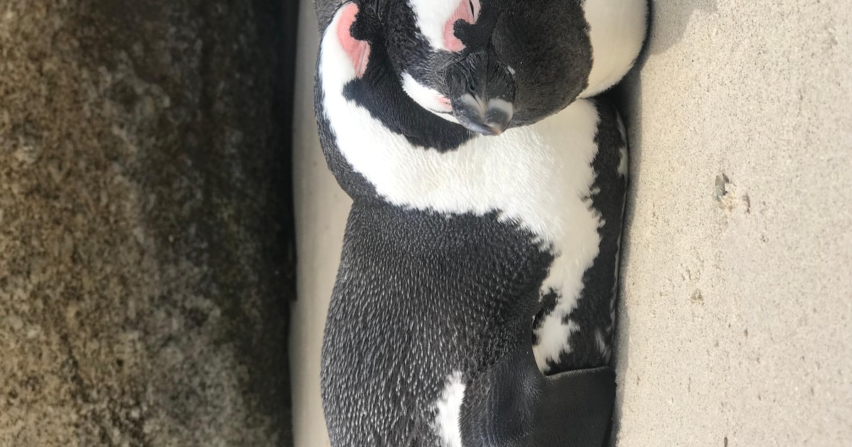 Full Day Cape Point and Penquin Tour | GetYourGuide