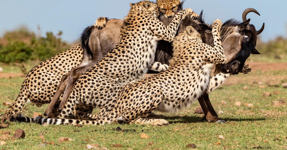 5 Days Aberdares Lake Nakuru & Masai Mara Wildlife Safari | GetYourGuide