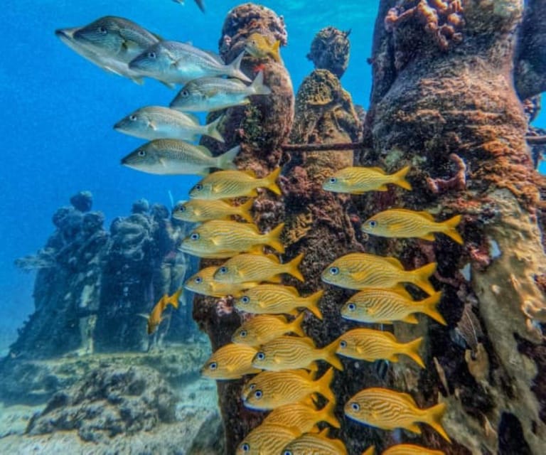 Cancun: Musa Underwater Museum + Reef Diving | GetYourGuide
