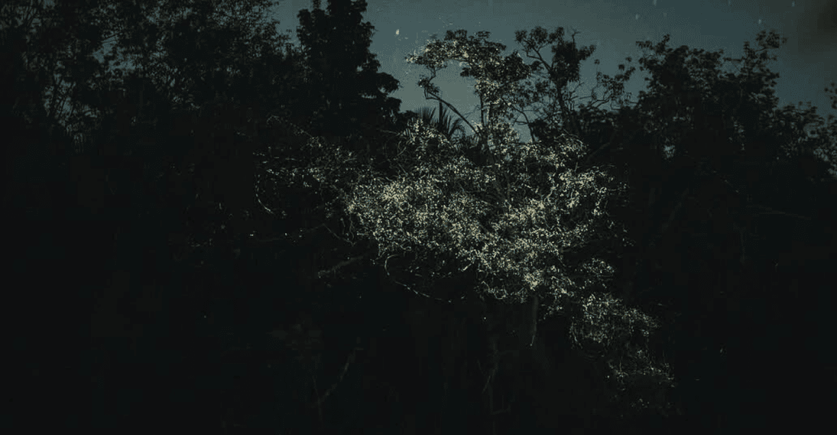 Bohol: Abatan River Firefly Kayaking Eco-Tour | GetYourGuide