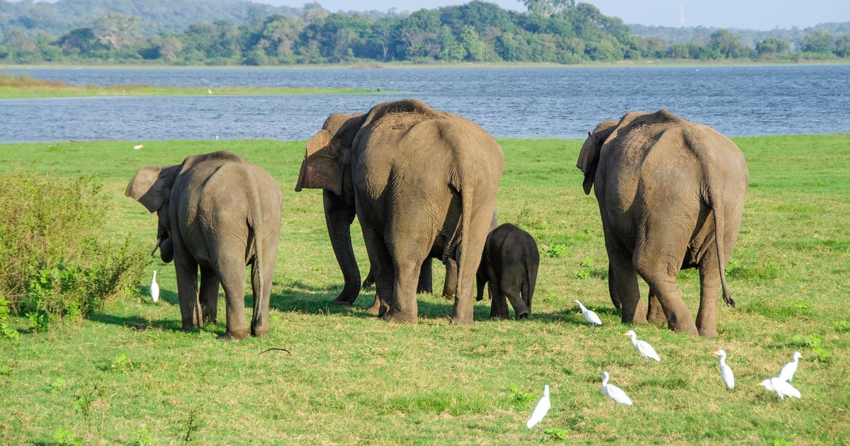 斯里兰卡：4 天斯里兰卡私家之旅+15 个精彩景点 | GetYourGuide