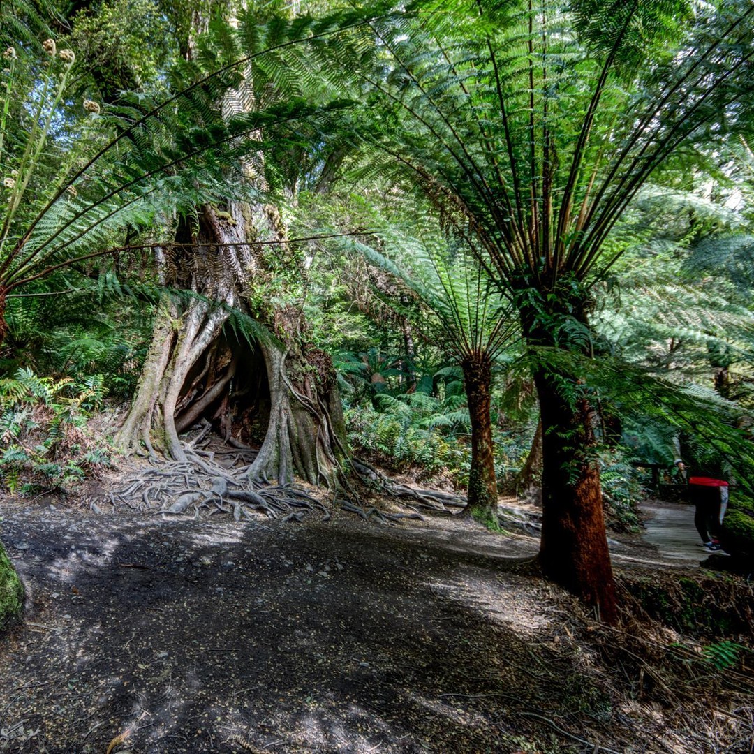 Melbourne: Great Ocean Road & Rainforest Trip | GetYourGuide