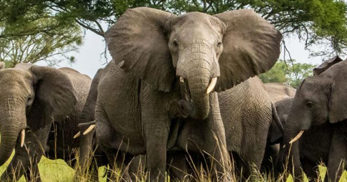 3 Days Kibale Chimp and Queen Elizabeth Wildlife Safari | GetYourGuide