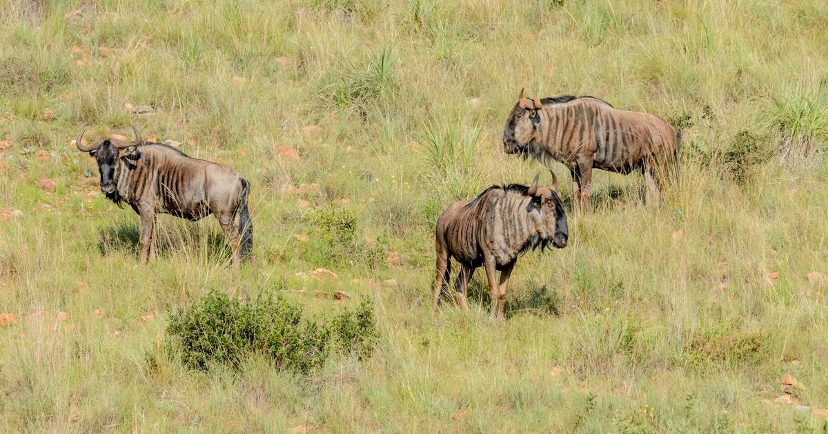 Jednodniowa wycieczka do rezerwatu Maasai Mara z Nairobi | GetYourGuide