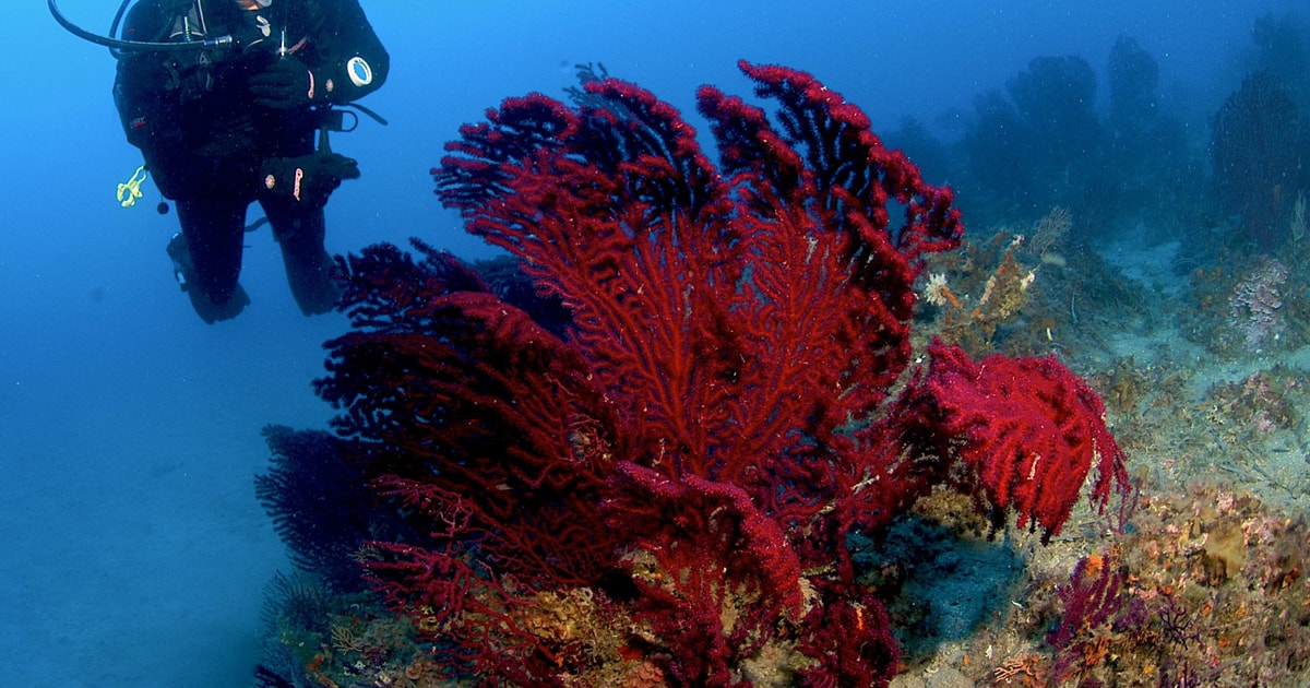 MARINA DI CAMPO: DIVING ON THE ISLAND OF ELBA AND PIANOSA | GetYourGuide