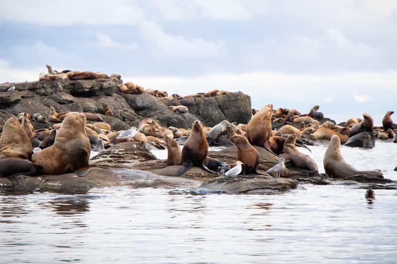 Vancouver Island: Campbell River Whales & Wildlife Adventure | GetYourGuide