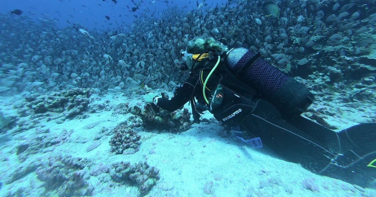Duiken in Hikkaduwa | GetYourGuide