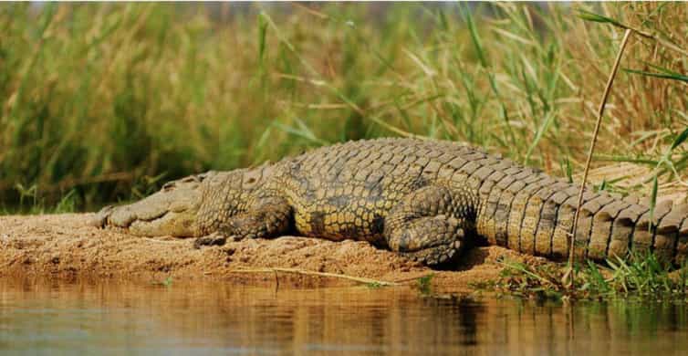 Divar Island, Divar - Book Tickets & Tours | GetYourGuide