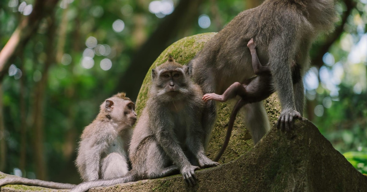 Best of Ubud - Full Day Private Tour | GetYourGuide