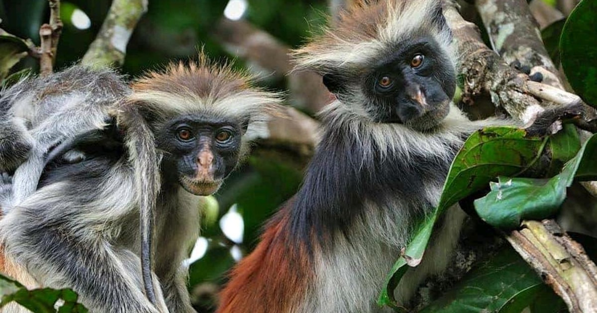 ZANZIBAR: Spice Farm Tour & Jozani Forest Golden Monkeys | GetYourGuide