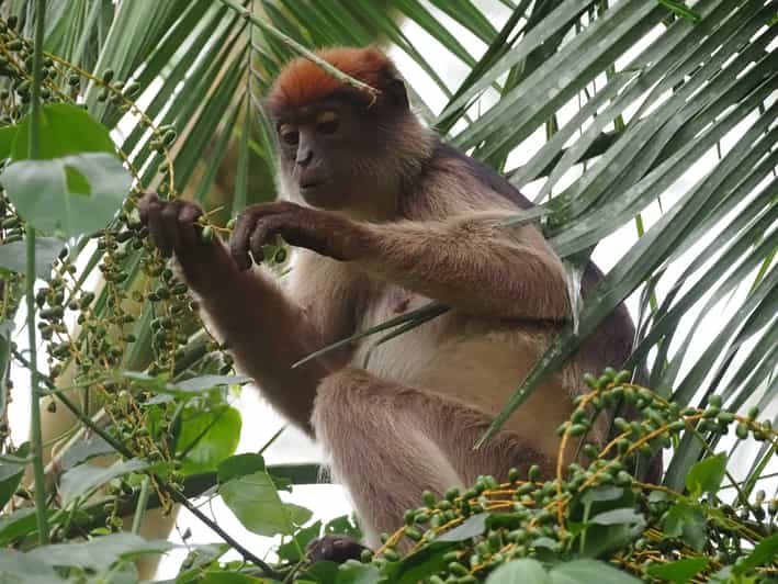 Uganda: Senderismo de 4 días con chimpancés en el Parque Nacional de ...