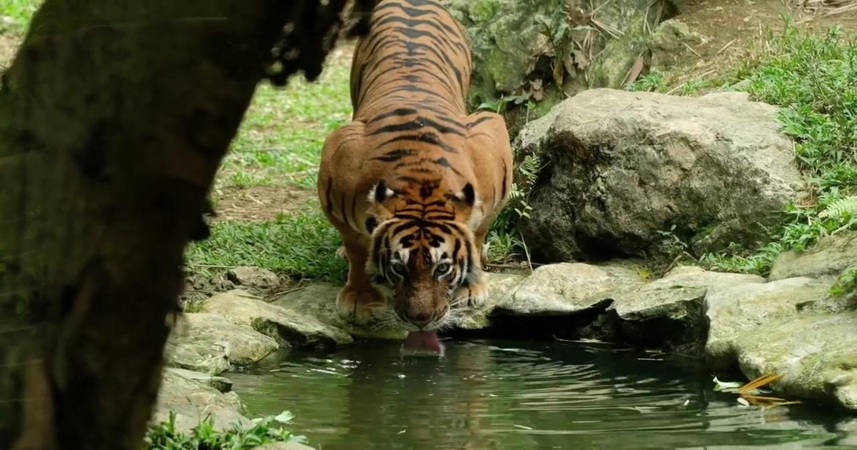 From Cebu City: Cebu Safari Adventure | GetYourGuide