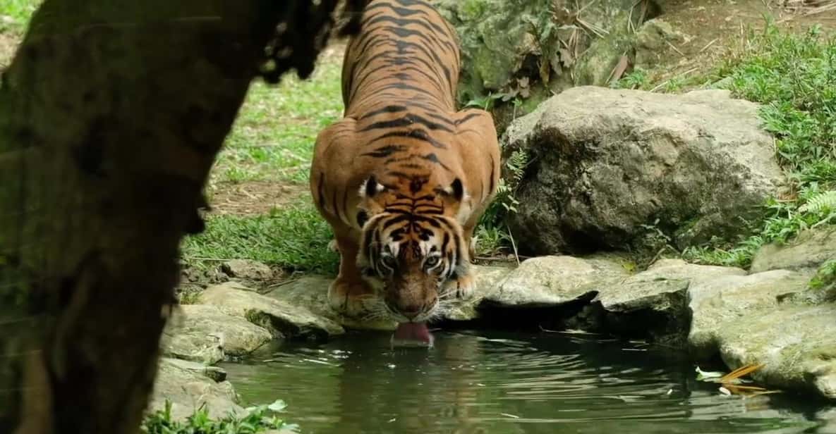 Cebu Safari & Adventure Park: Cebu Cebu: Wildlife Tour with Transfers ...