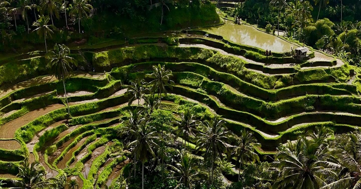 Ubud: Rice Terrace, Waterfall, Water Temple & More | GetYourGuide