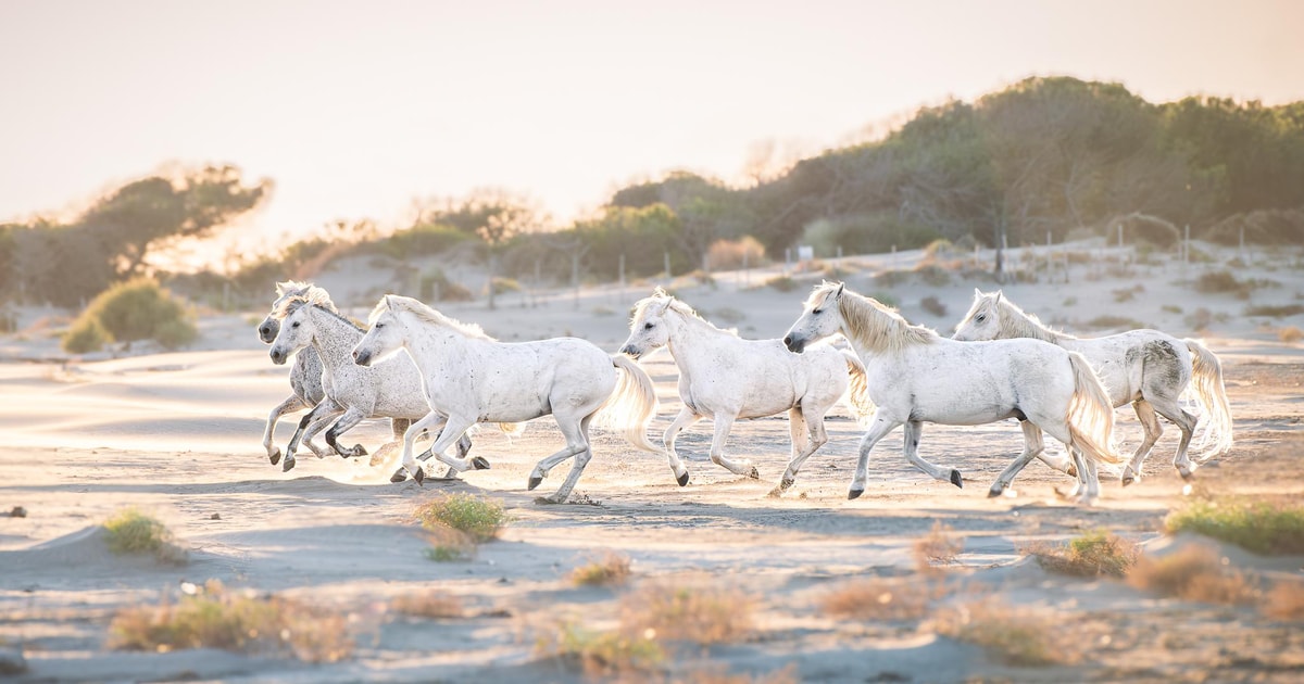 Camargue: Photo workshop in the marshes with free-roaming horses ...