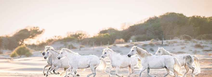 47 Lieux à Visiter en Camargue: Que Voir ? Que Faire ? Carte Touristique | Où et Quand