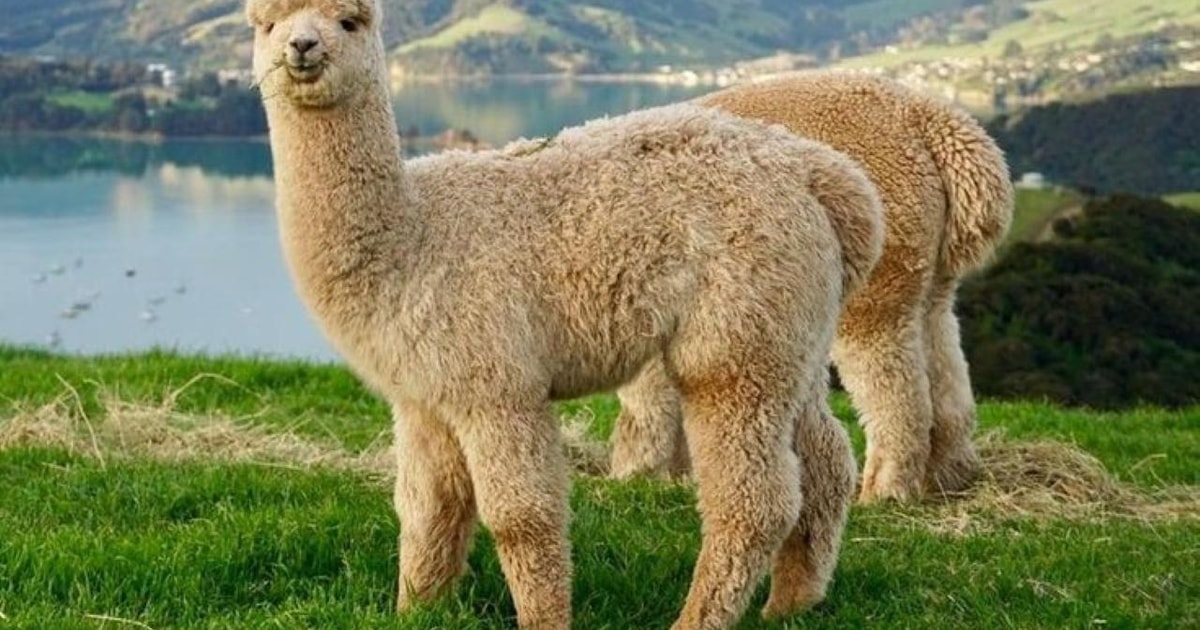 Cusco: Alpaca Therapy and Ancestral Art | GetYourGuide