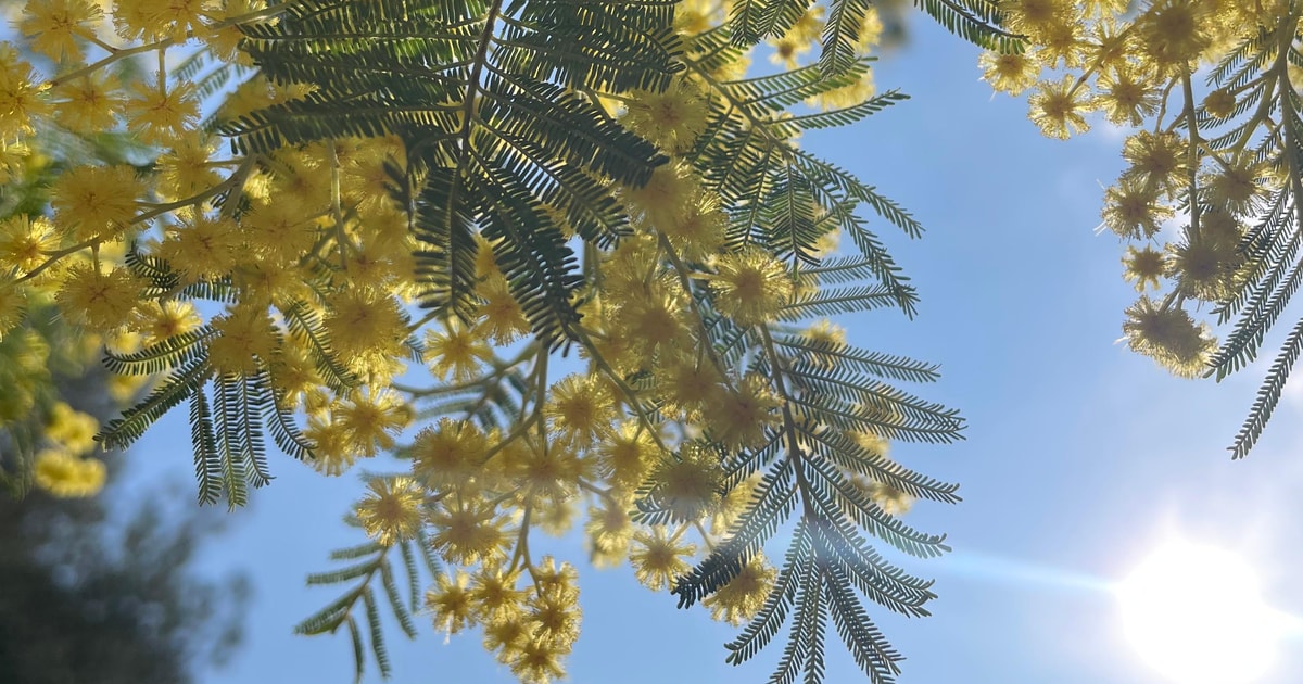The Kingdom of the Mimosa Tour | GetYourGuide