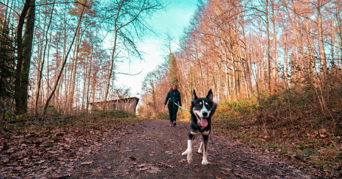 Husky Erlebniswanderung Althütte | GetYourGuide