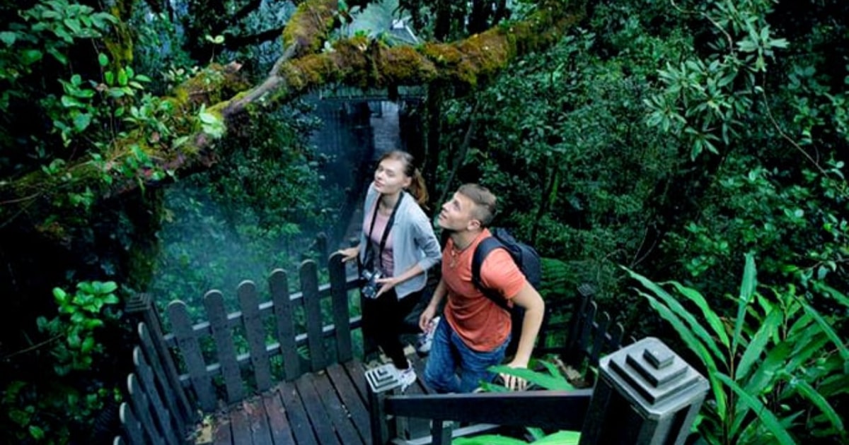 Gåtur i Mossy Forest og BOH Tea Centre Sungei Palas Garden | GetYourGuide