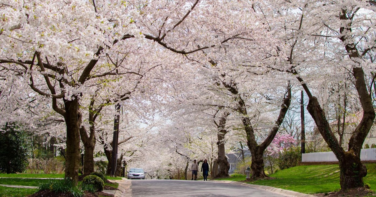 DC Kenwood Cherry Blossoms and Iconic Landmarks Day Trip | GetYourGuide