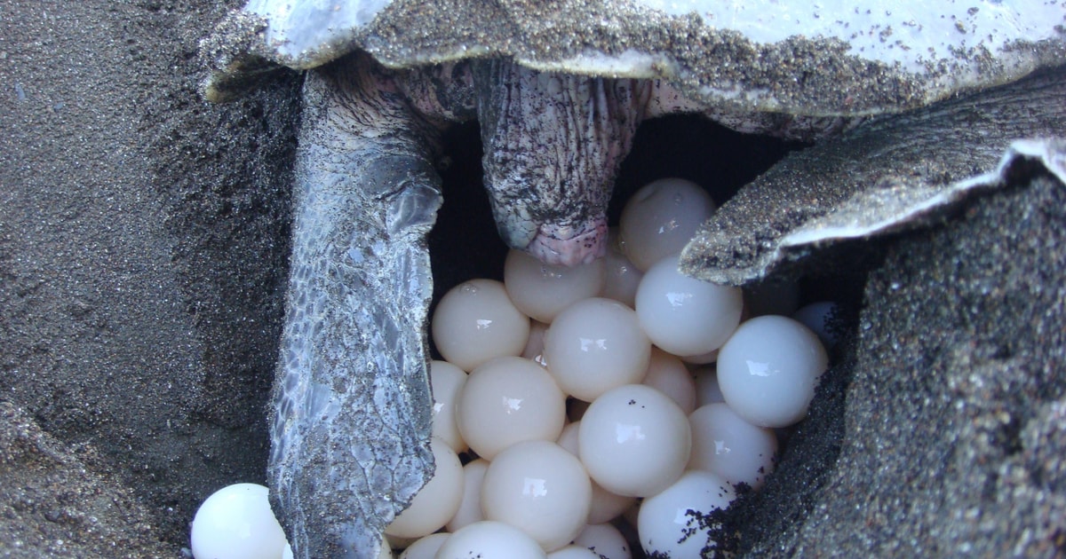 Turtle Tour in Tortuguero | GetYourGuide