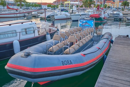 Setúbal: Dolphin-Watching Boat Tour | GetYourGuide
