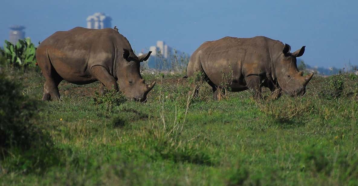 Nairobi National Park Tour (All Park Entry Fees Included) | GetYourGuide