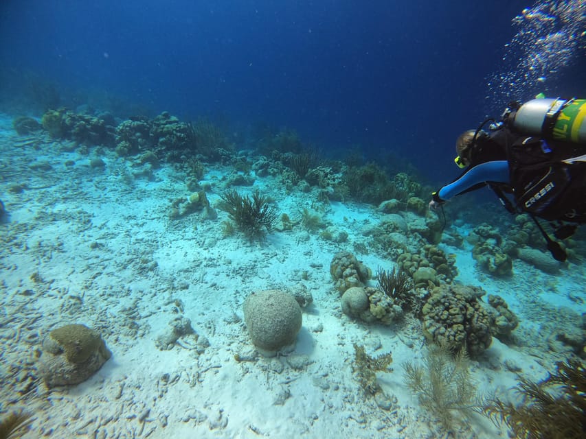 Bonaire: Duiken ontdekken | GetYourGuide