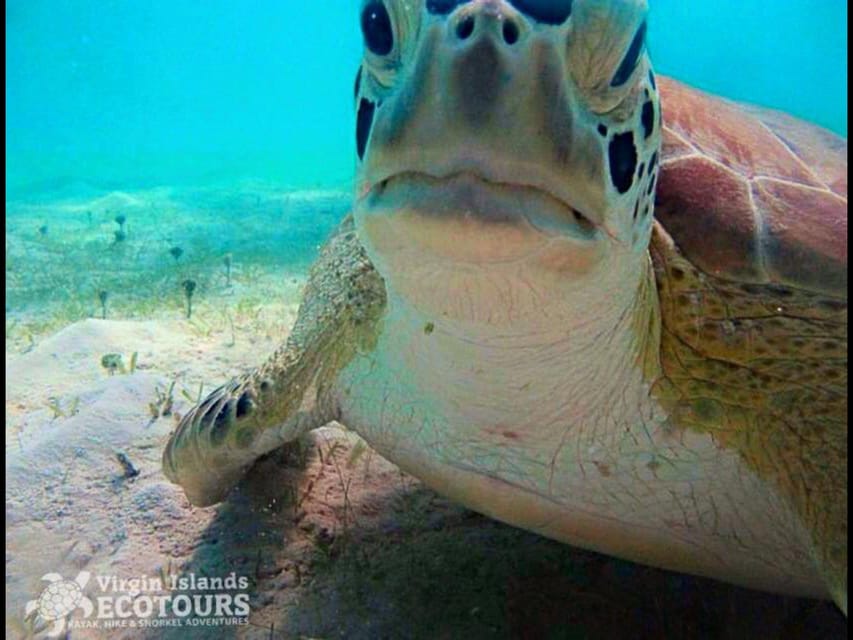 St. John: Snorkel with Sea Turtles | GetYourGuide