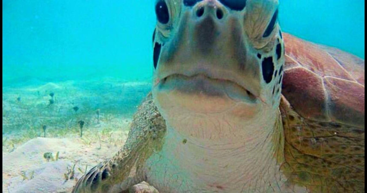 St. John: Snorkel with Sea Turtles | GetYourGuide