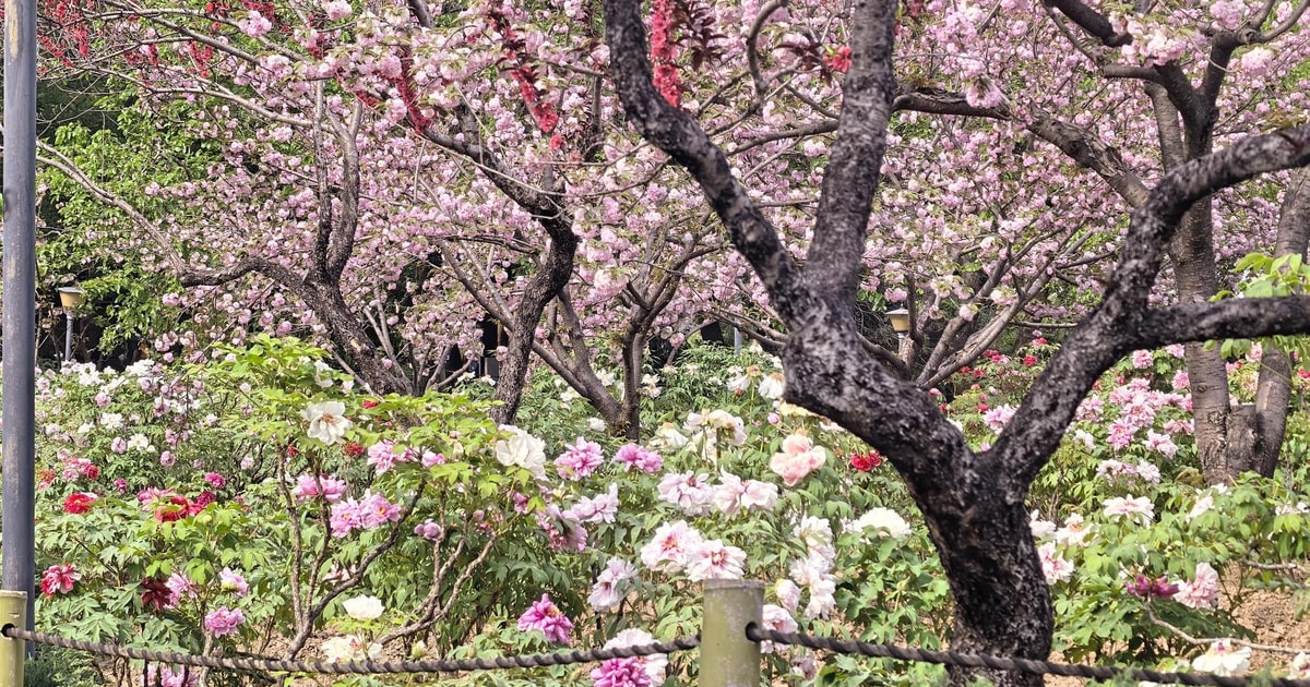 Wuhan: Sakura Blossom Tour with Hanfu Costume Try-On | GetYourGuide
