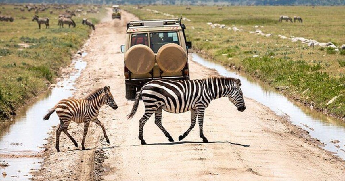 Arusza: wielodniowe safari na kempingu w Serengeti i Ngorongoro ...