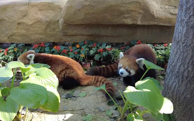 Beijing: Panda House Entry Ticket (Zoo) | GetYourGuide