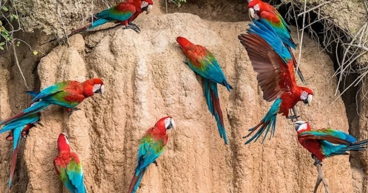 From Puerto Maldonado: Macaw Clay Lick 2 Days | GetYourGuide