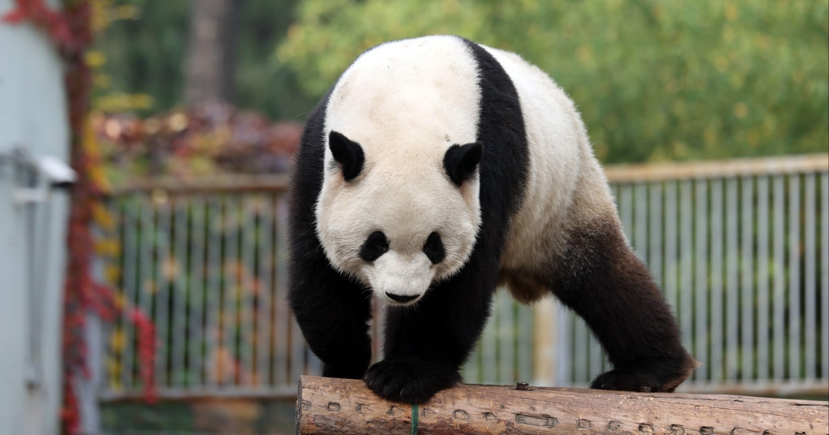Chengdu: Excursión en grupo de medio día a la Base Panda | GetYourGuide