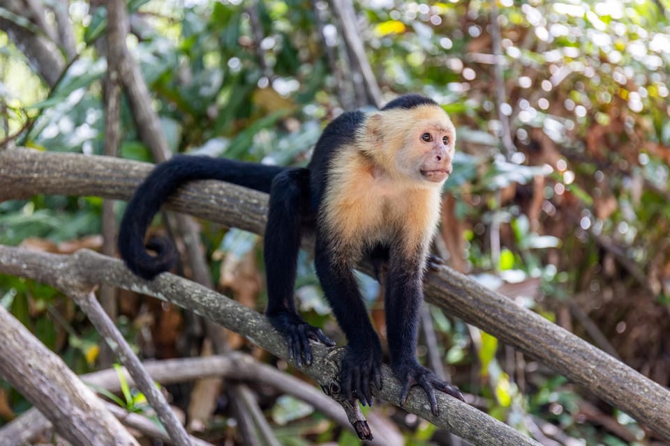 Kayak Expedition: Monkey Mangrove Safari | GetYourGuide