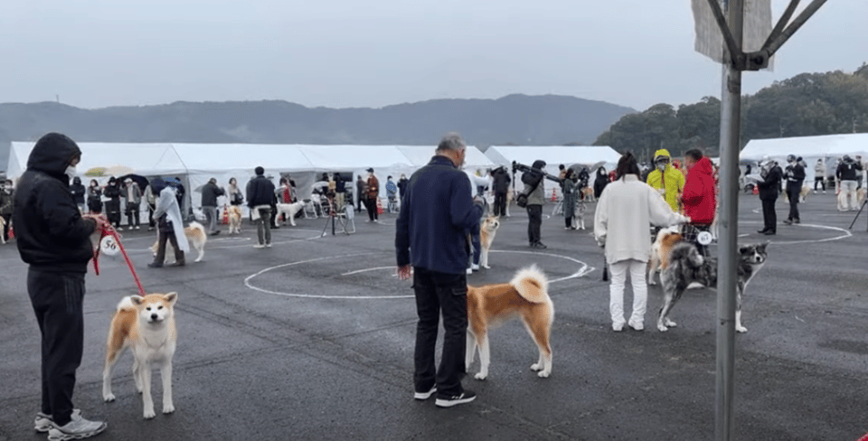 3 de mayo: ¡DÍA DEL PERRO AKITA! Conoce a los perros de AKITA en Akita ...